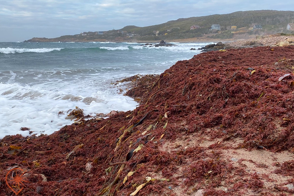 Es-tu allé au goémon ? - L'Heure de l'Est | Saint-Pierre et Miquelon et ...