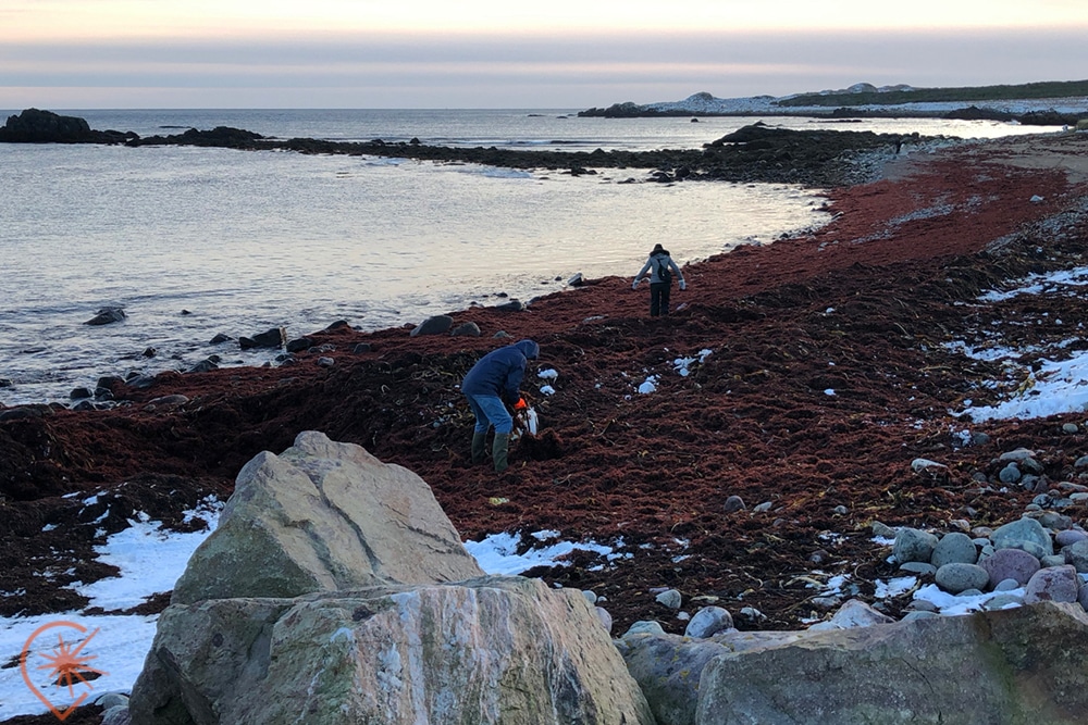 Es-tu allé au goémon ? - L'Heure de l'Est | Saint-Pierre et Miquelon et ...